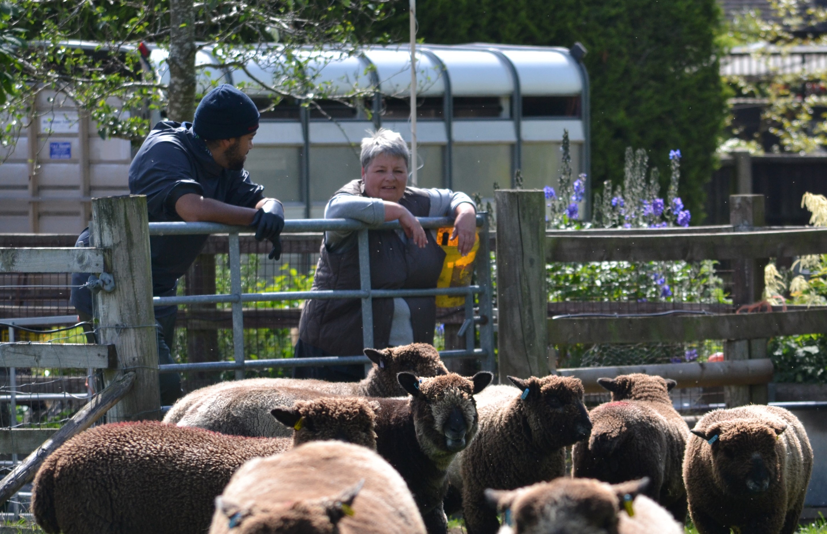 New Service Available For Sheep Breeders In The UK Midlands | IVC Evidensia